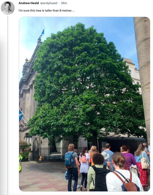 TREE CHEERS FOR COMPROMISE | Broughton Spurtle