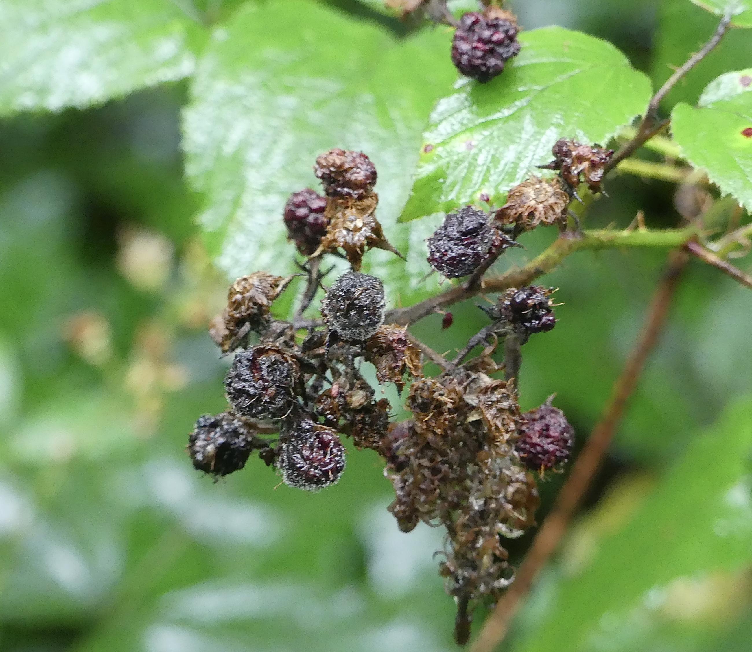 AN ALMOST FRUITLESS TASK | Broughton Spurtle