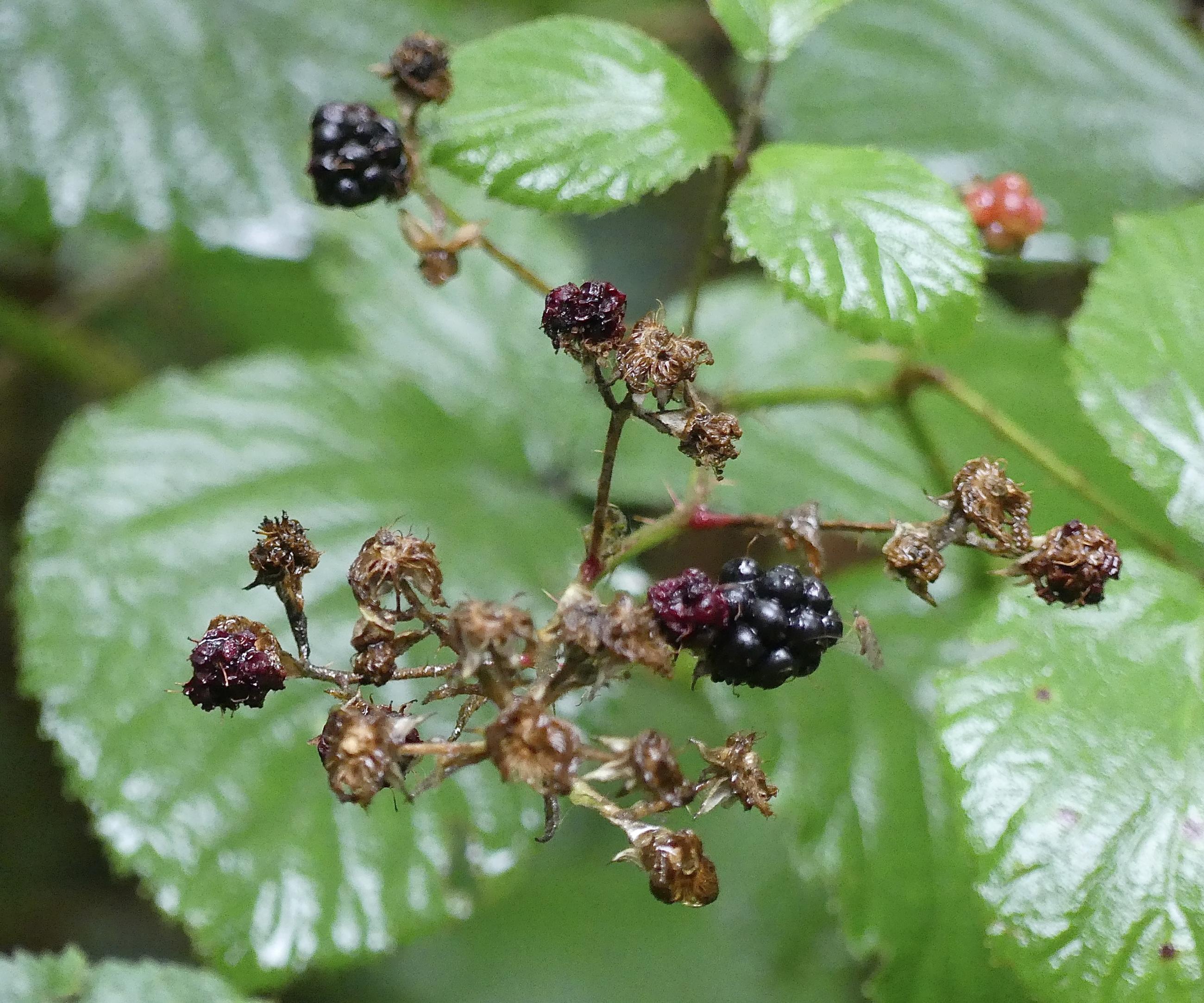 AN ALMOST FRUITLESS TASK | Broughton Spurtle